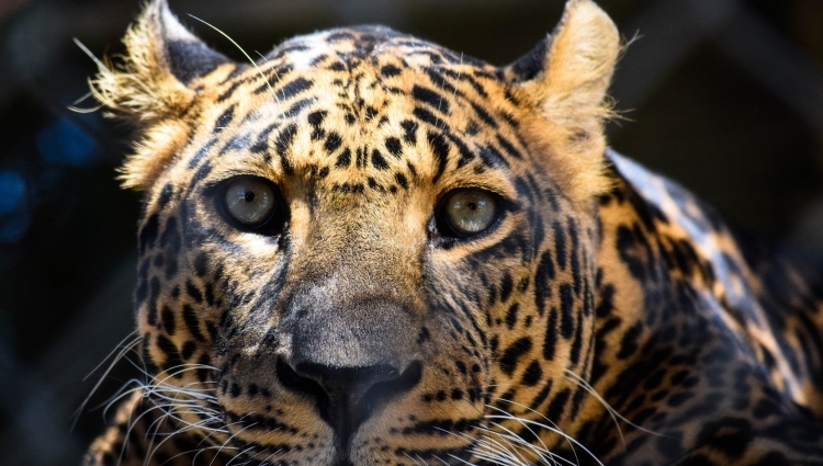 Ecología Animal | Programa de Pós-graduação em Ciências da Saúde